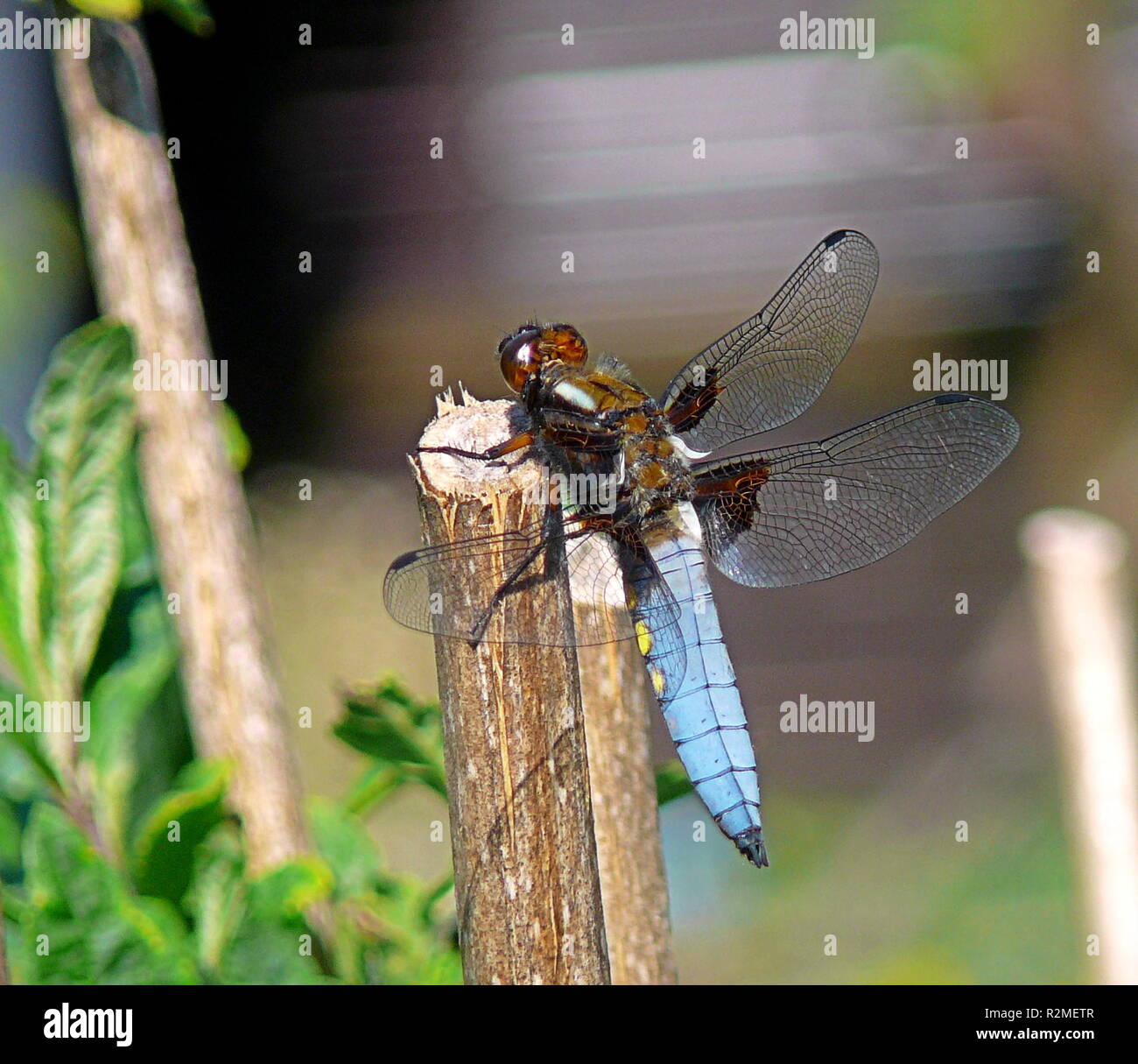 Plant nur hi-res stock photography and images - Alamy