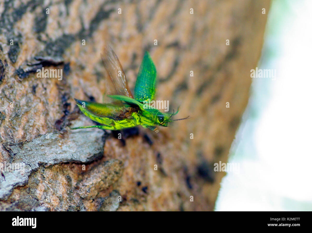 Insects of asia hi-res stock photography and images - Alamy