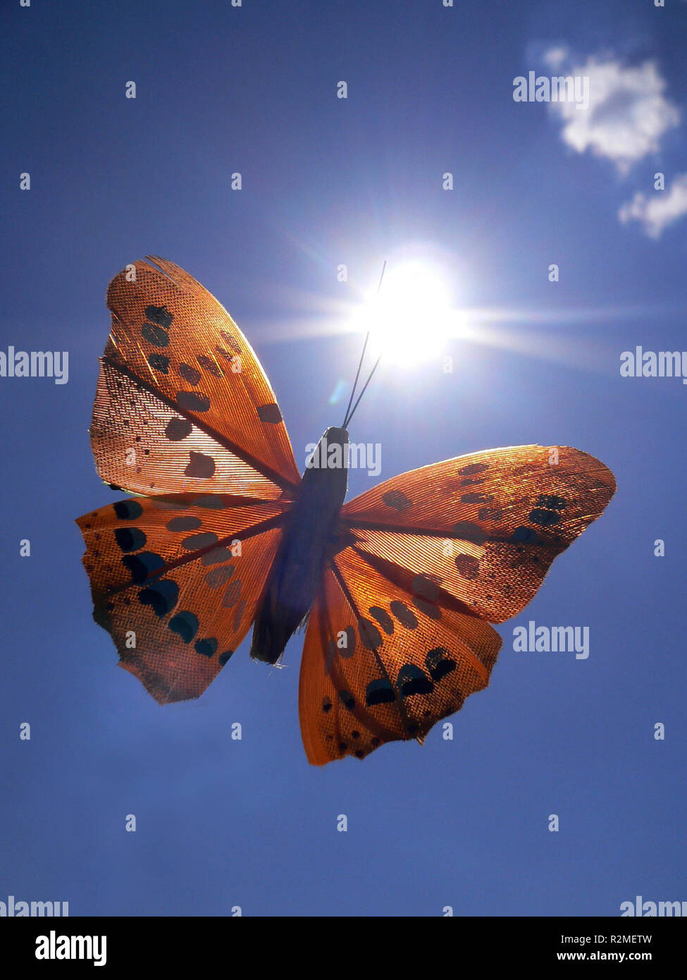 Celestial blue butterfly hi-res stock photography and images - Alamy