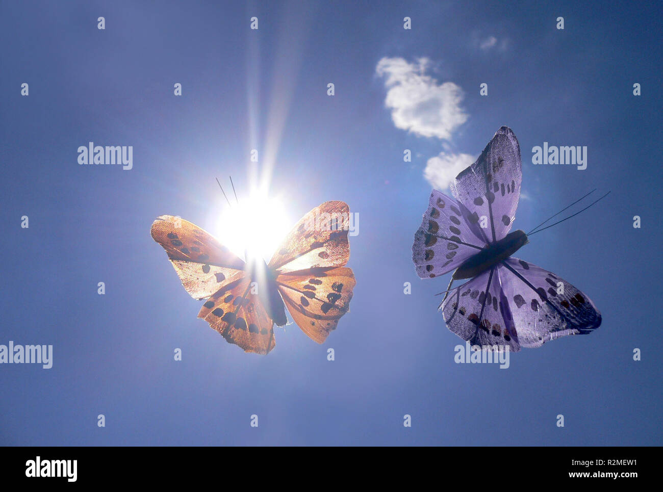 butterfly in the sun 3 Stock Photo - Alamy