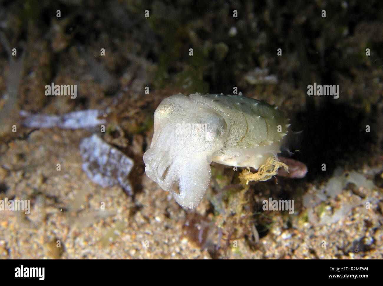Kopffa sser hi-res stock photography and images - Alamy