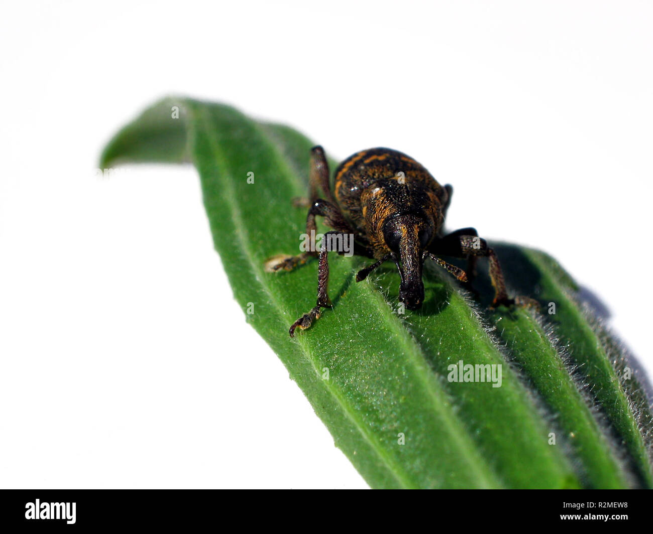 Weevil proboscis hi-res stock photography and images - Alamy