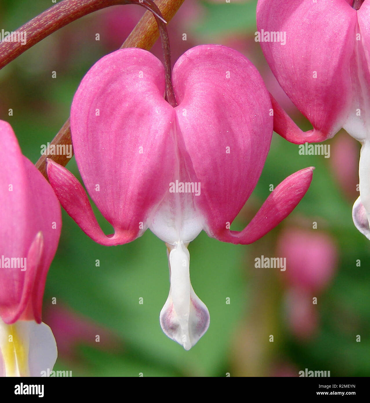 Heart weeping hi-res stock photography and images - Alamy