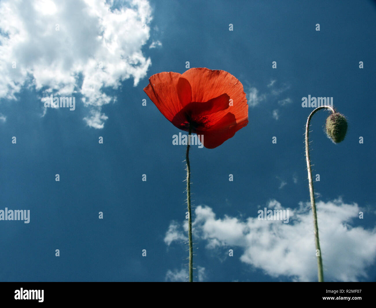 poppy on sky and clouds Stock Photo - Alamy