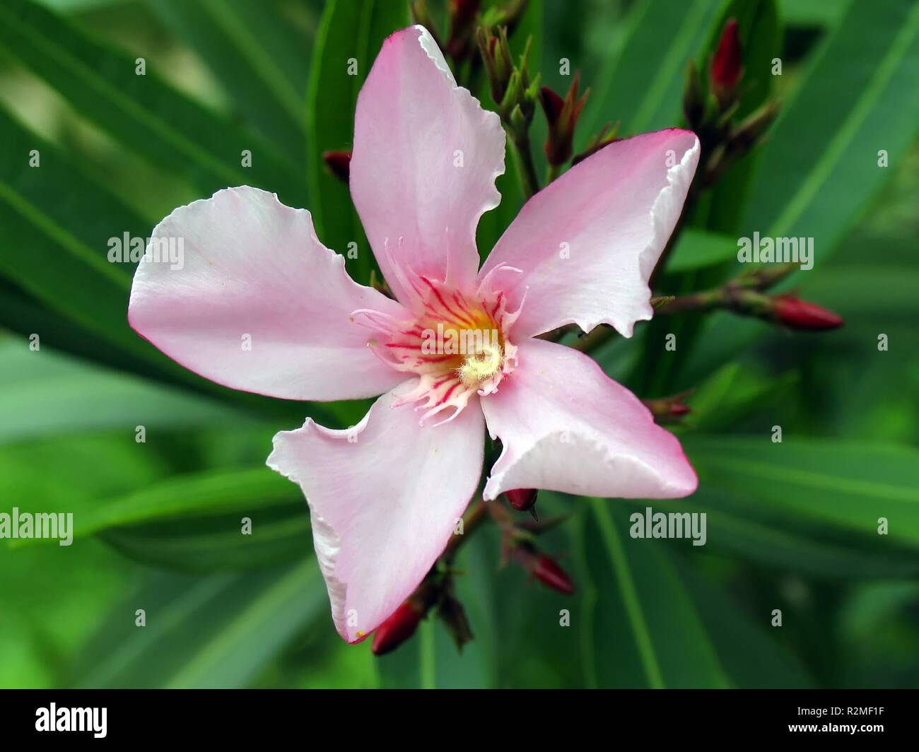Flourishing oleander hi-res stock photography and images - Alamy