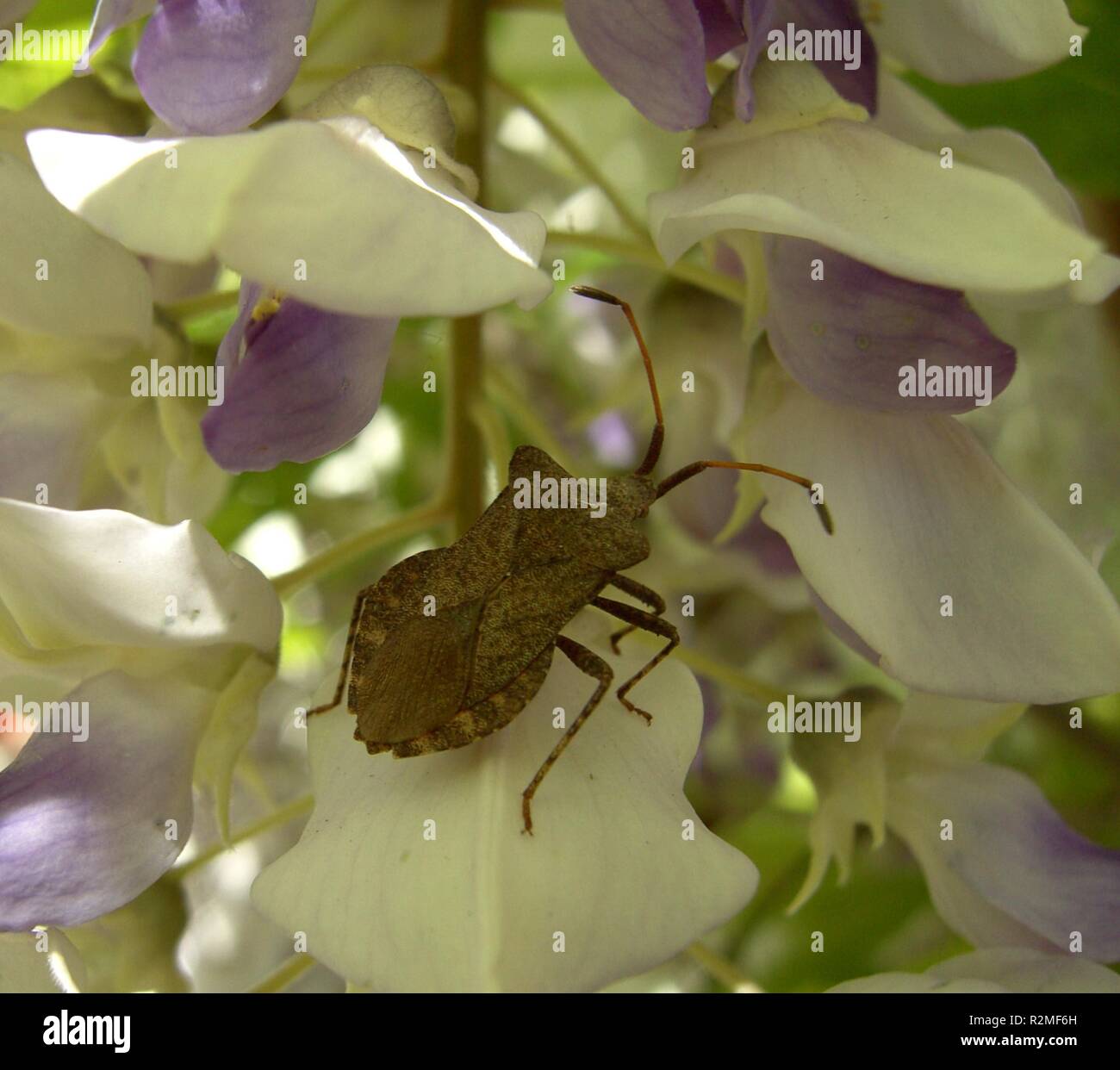 leather bug 01 Stock Photo - Alamy