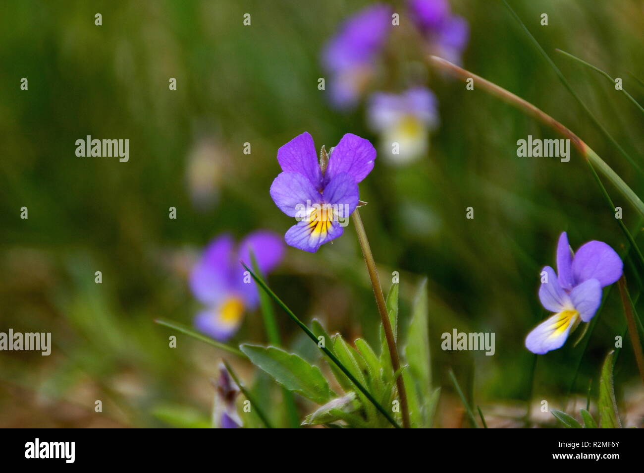 Viola Canina High Resolution Stock Photography and Images - Alamy