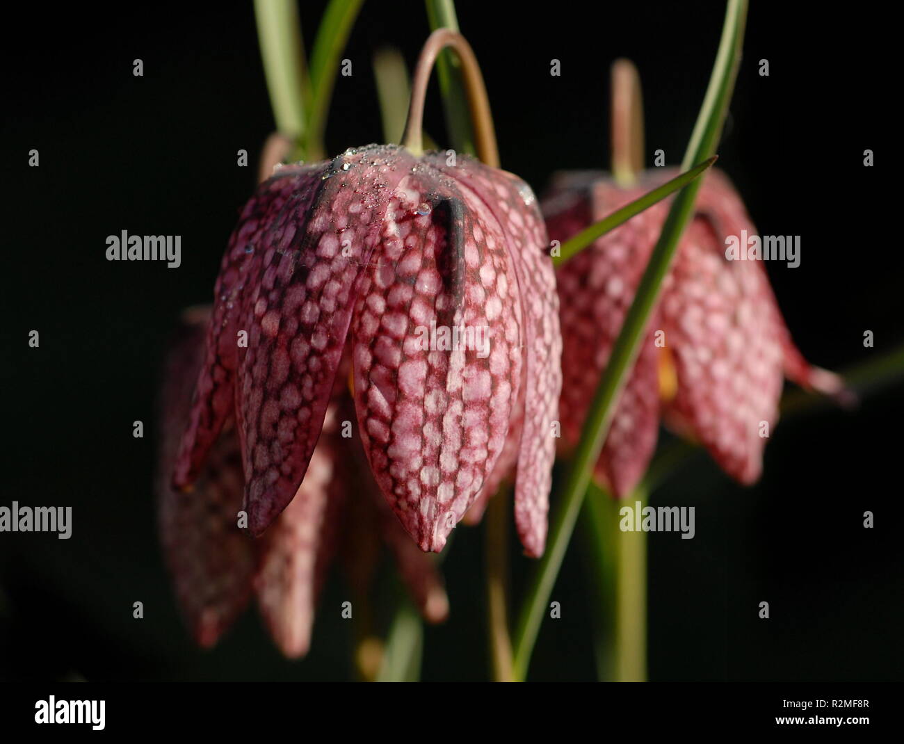 Blossom of the checkerboard flower fritillaria meleagris hi-res stock ...