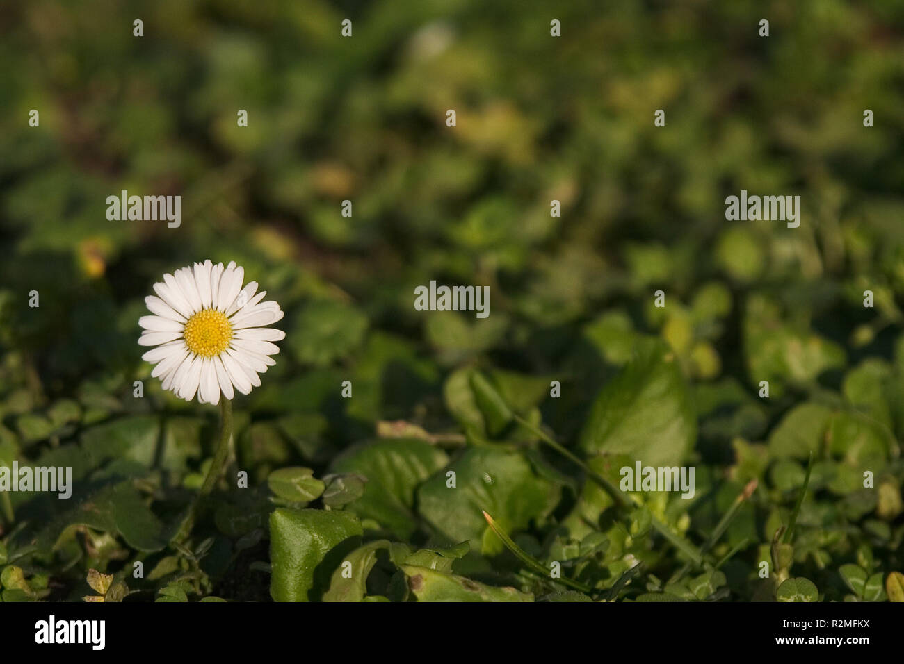 daisy alone on meadow Stock Photo - Alamy