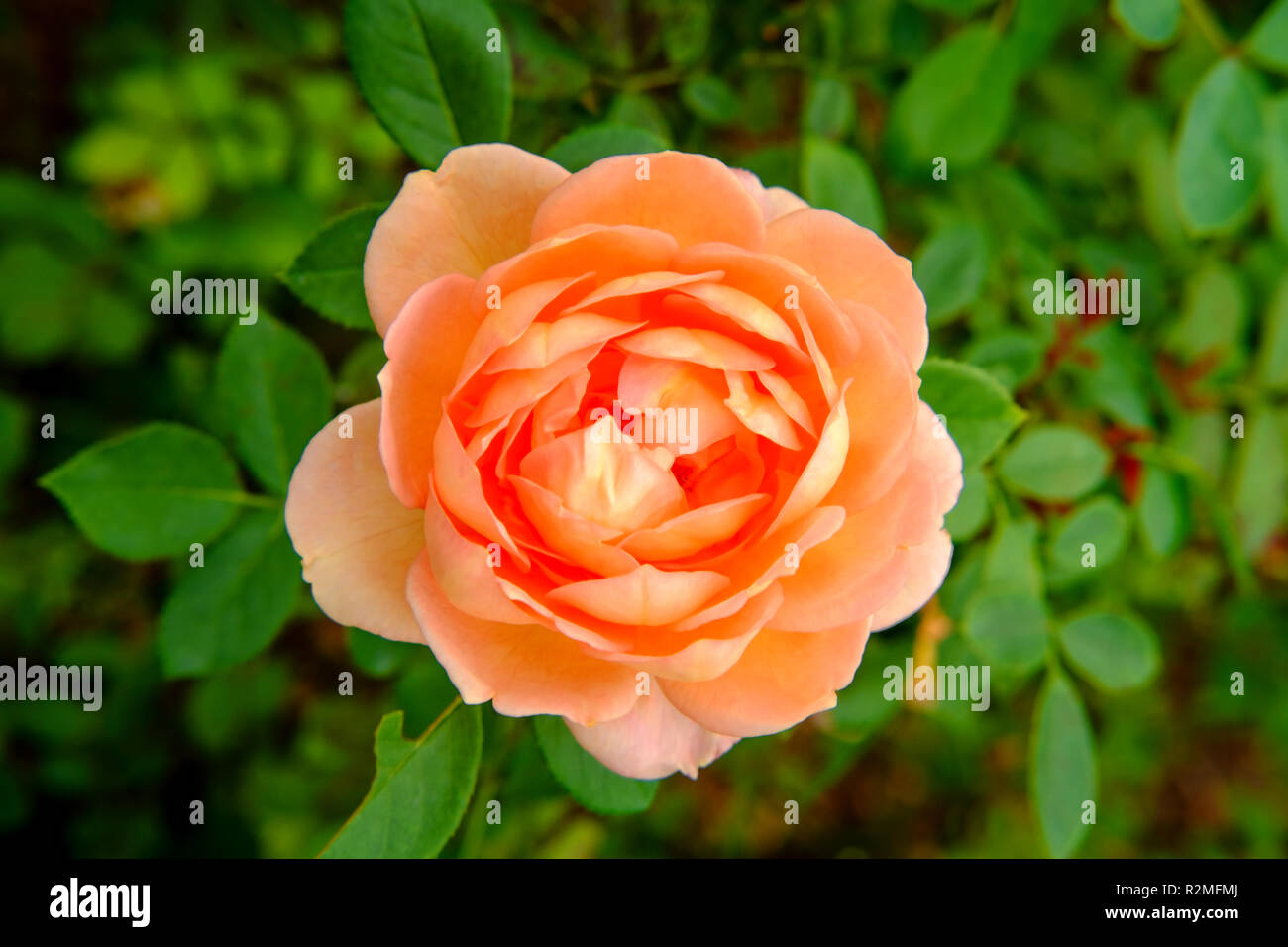 Closeup macro orange shrub rose in backyard garden Stock Photo - Alamy