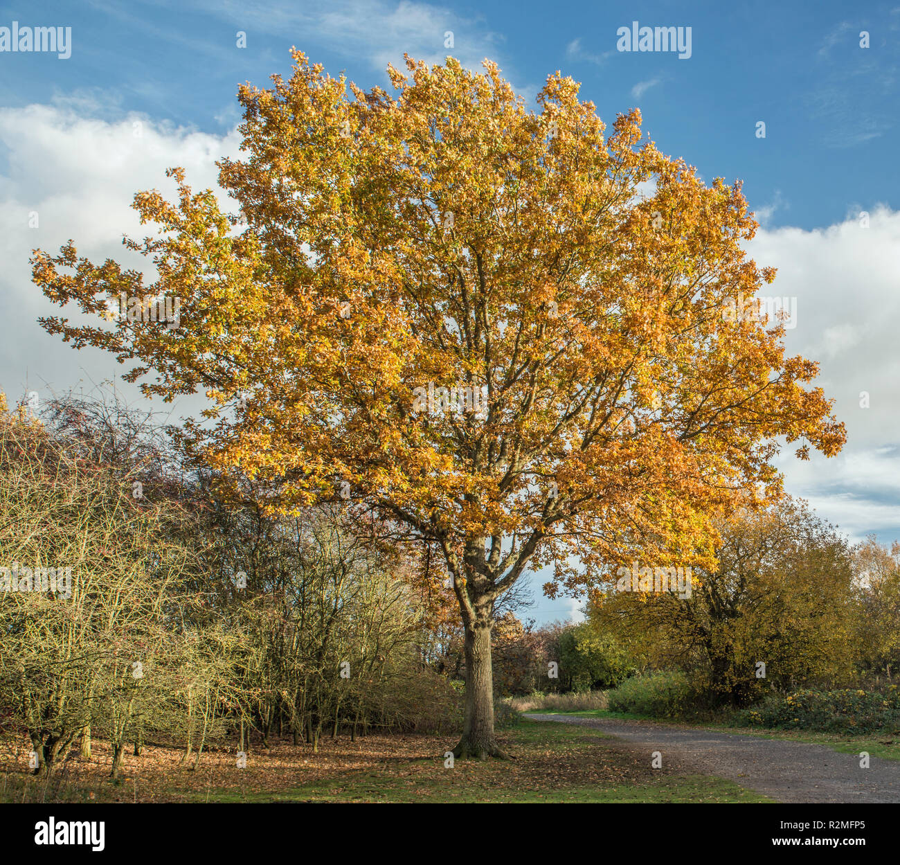 Irchester country park hi-res stock photography and images - Alamy