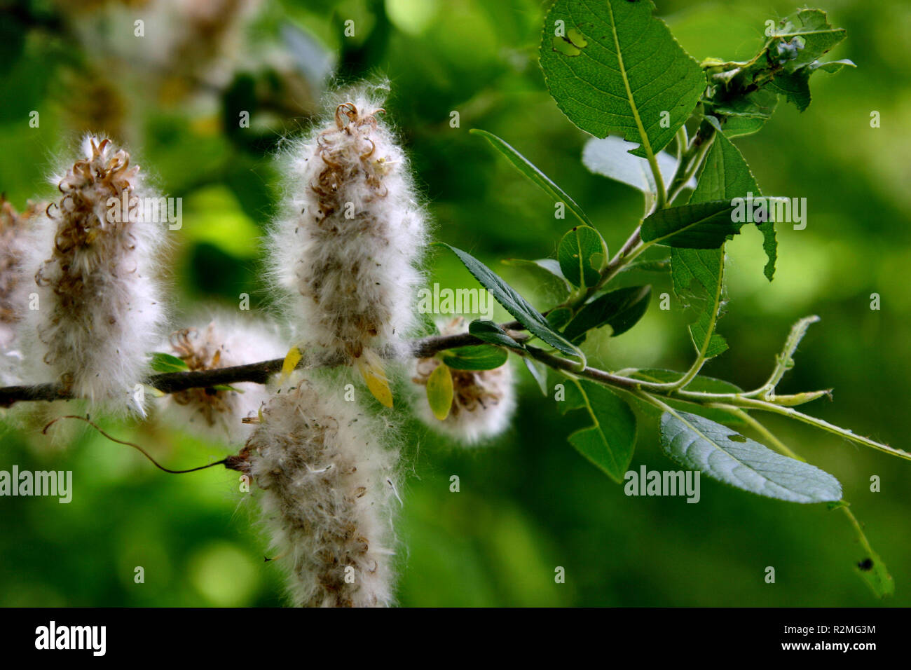 Willow seeds hi-res stock photography and images - Alamy