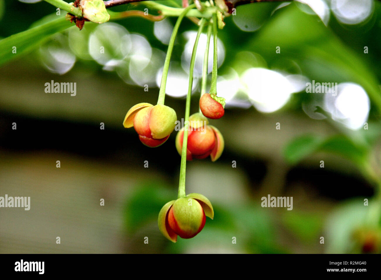 Chinese schisandra schisandra chinensis flowers hi-res stock ...