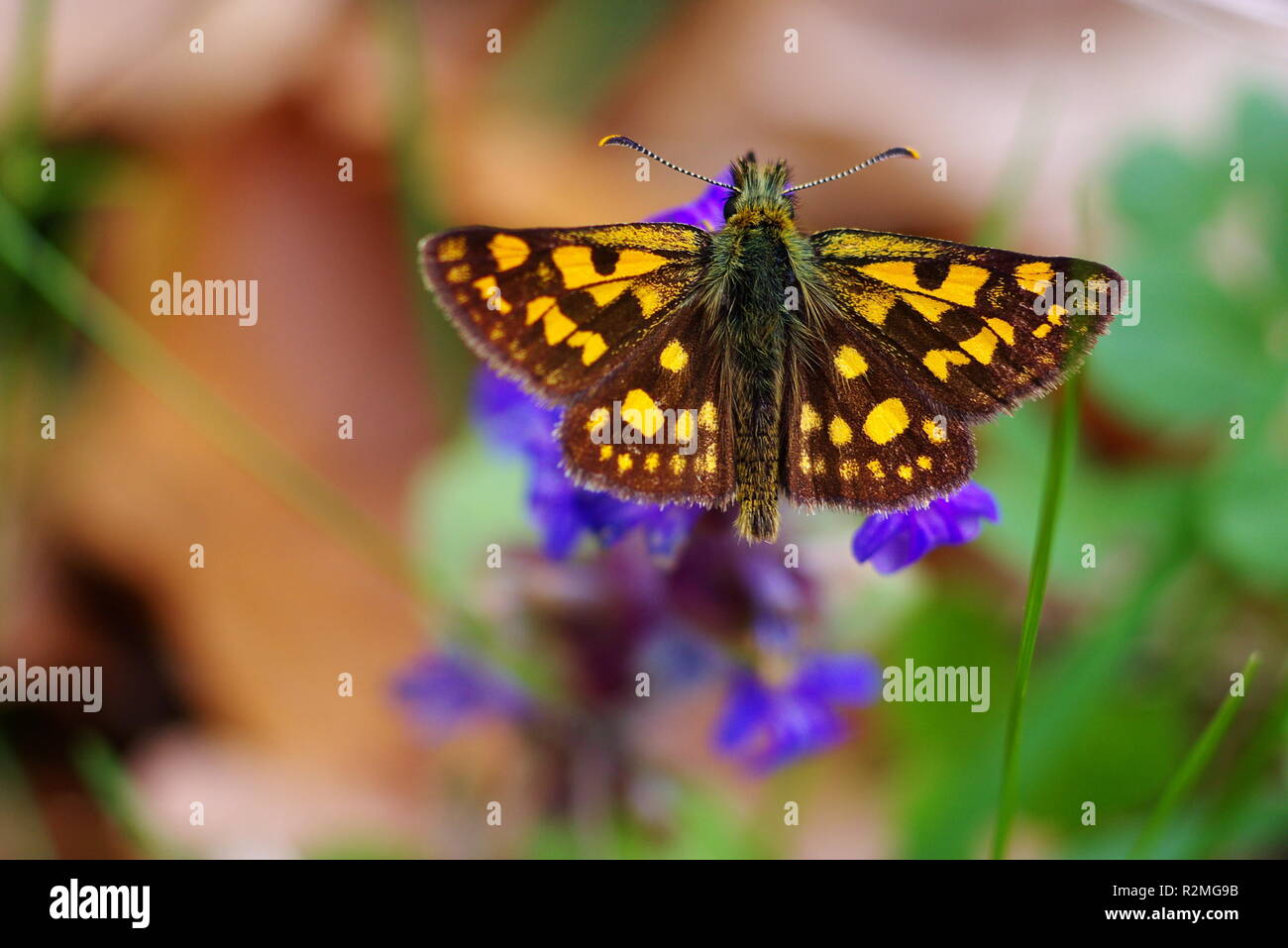 Checkered animals hi-res stock photography and images - Alamy