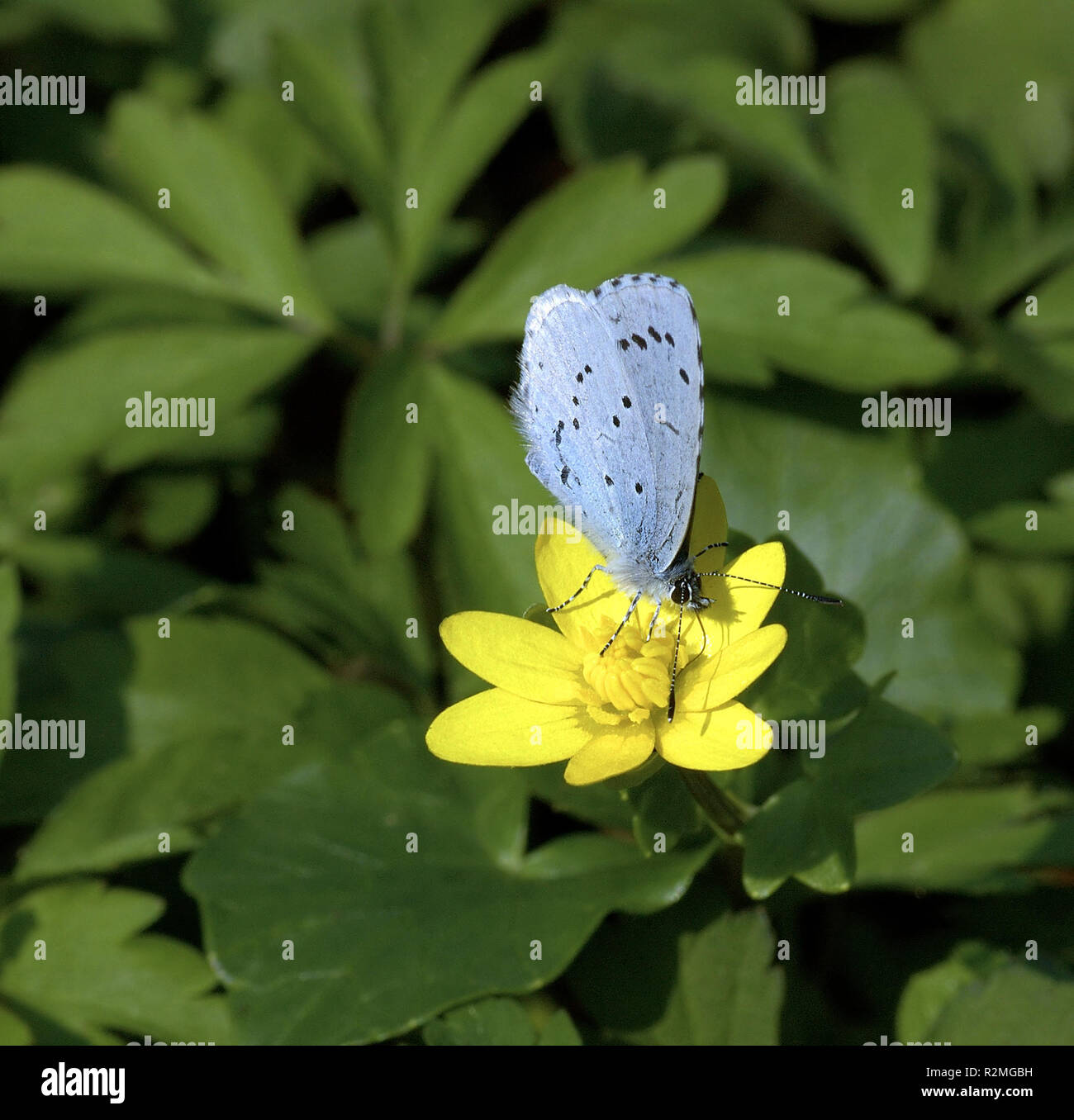 Close up of holly blue butterfly hi-res stock photography and images ...