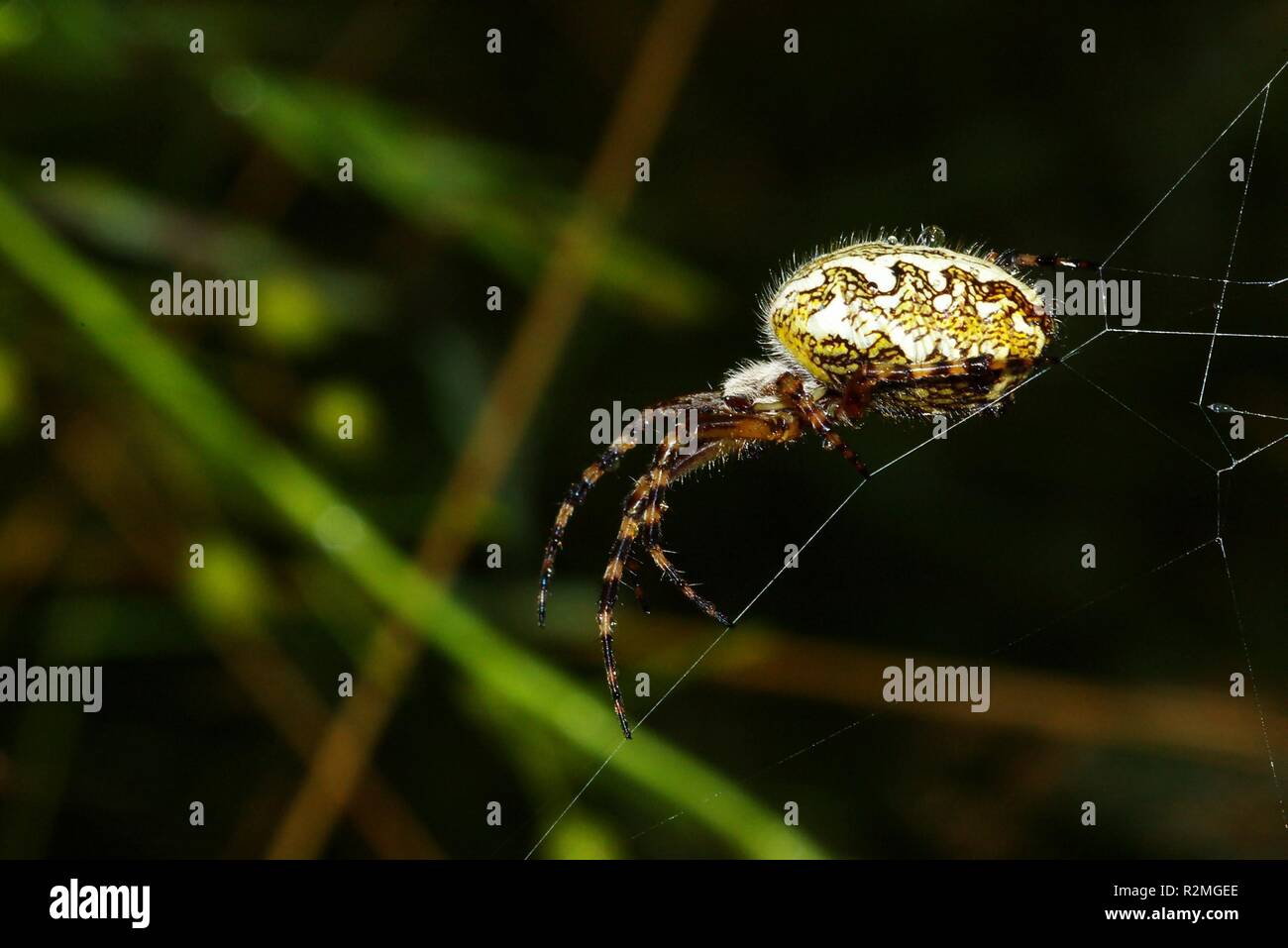 Wheel net spiders hi-res stock photography and images - Alamy