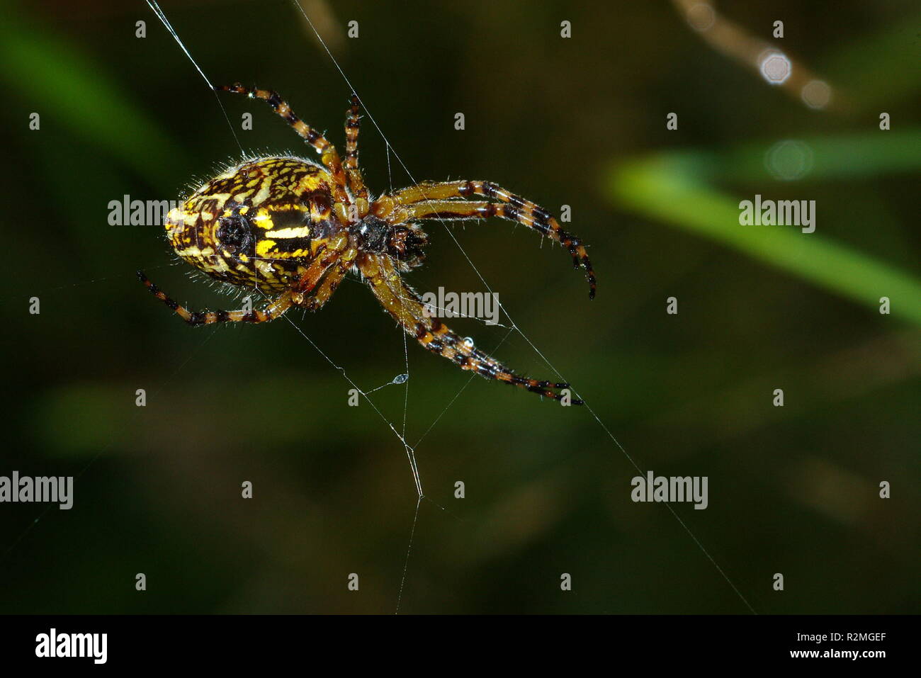 Wheel spider spin hi-res stock photography and images - Alamy