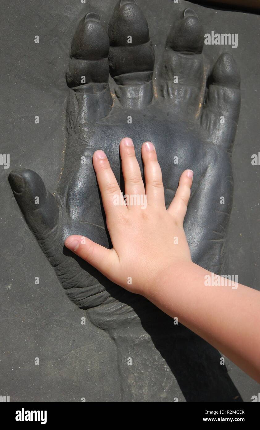 Gorilla Hand Compared To Human Hand