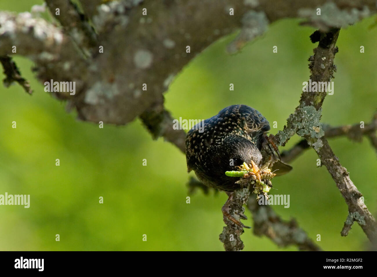Gnat fruit hi-res stock photography and images - Alamy
