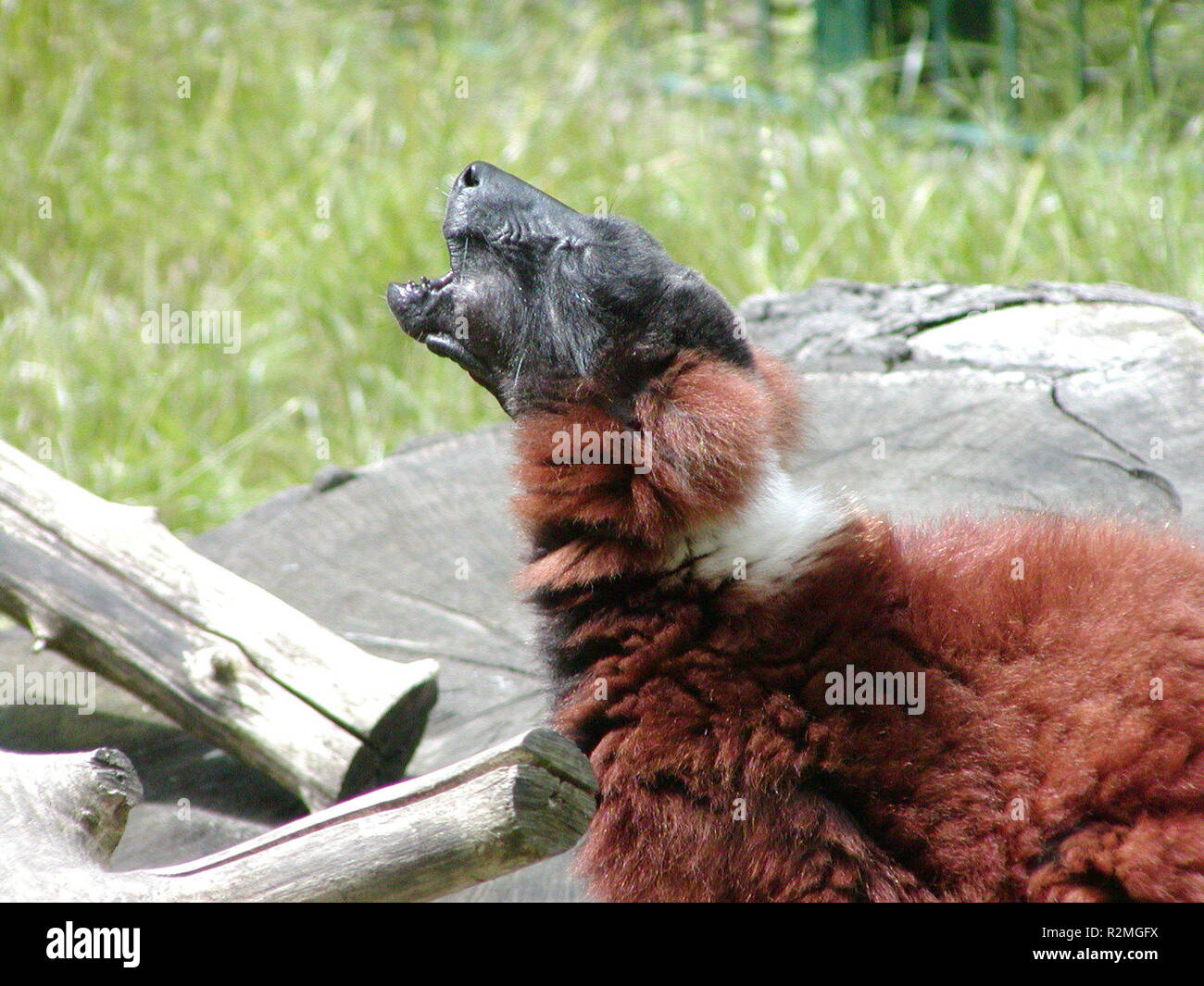 Weeping skin hi-res stock photography and images - Alamy