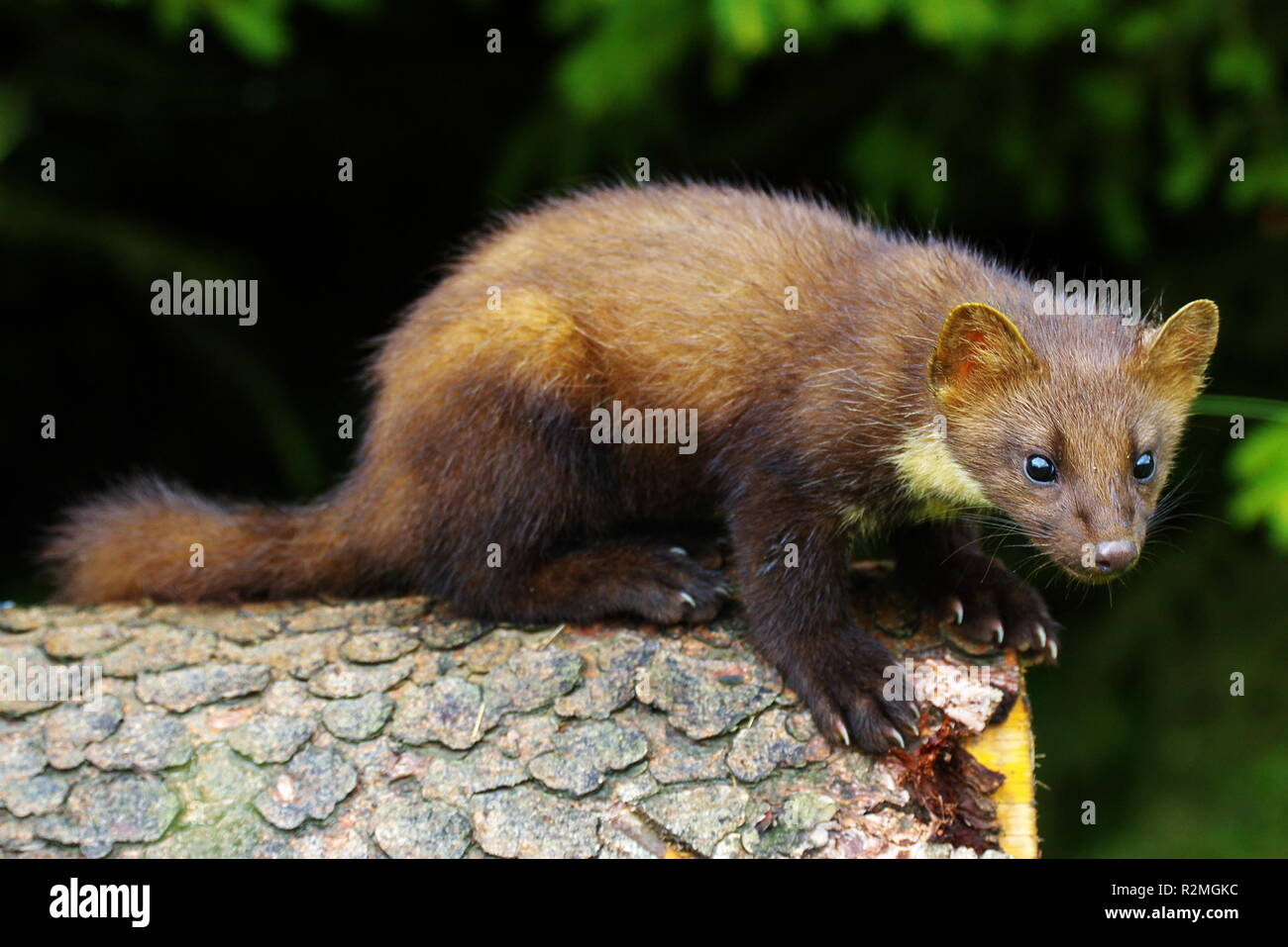 Steinmarder hi-res stock photography and images - Alamy