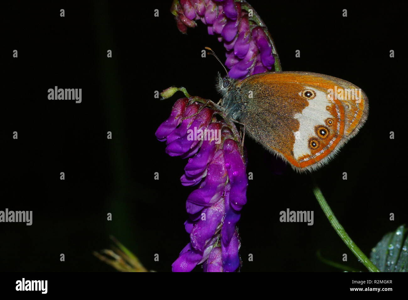 Small heath moth hi-res stock photography and images - Alamy