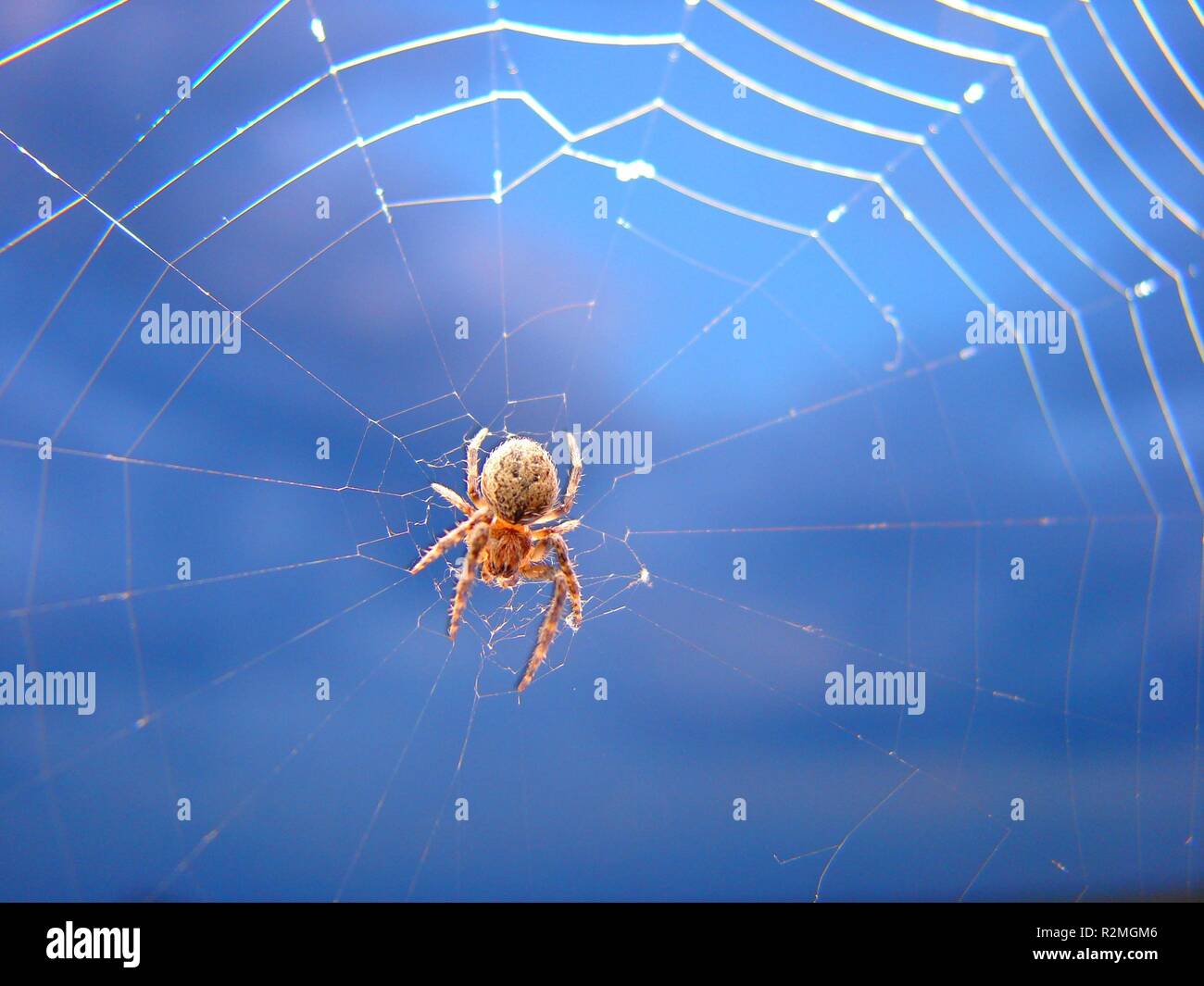 spider in its web Stock Photo - Alamy