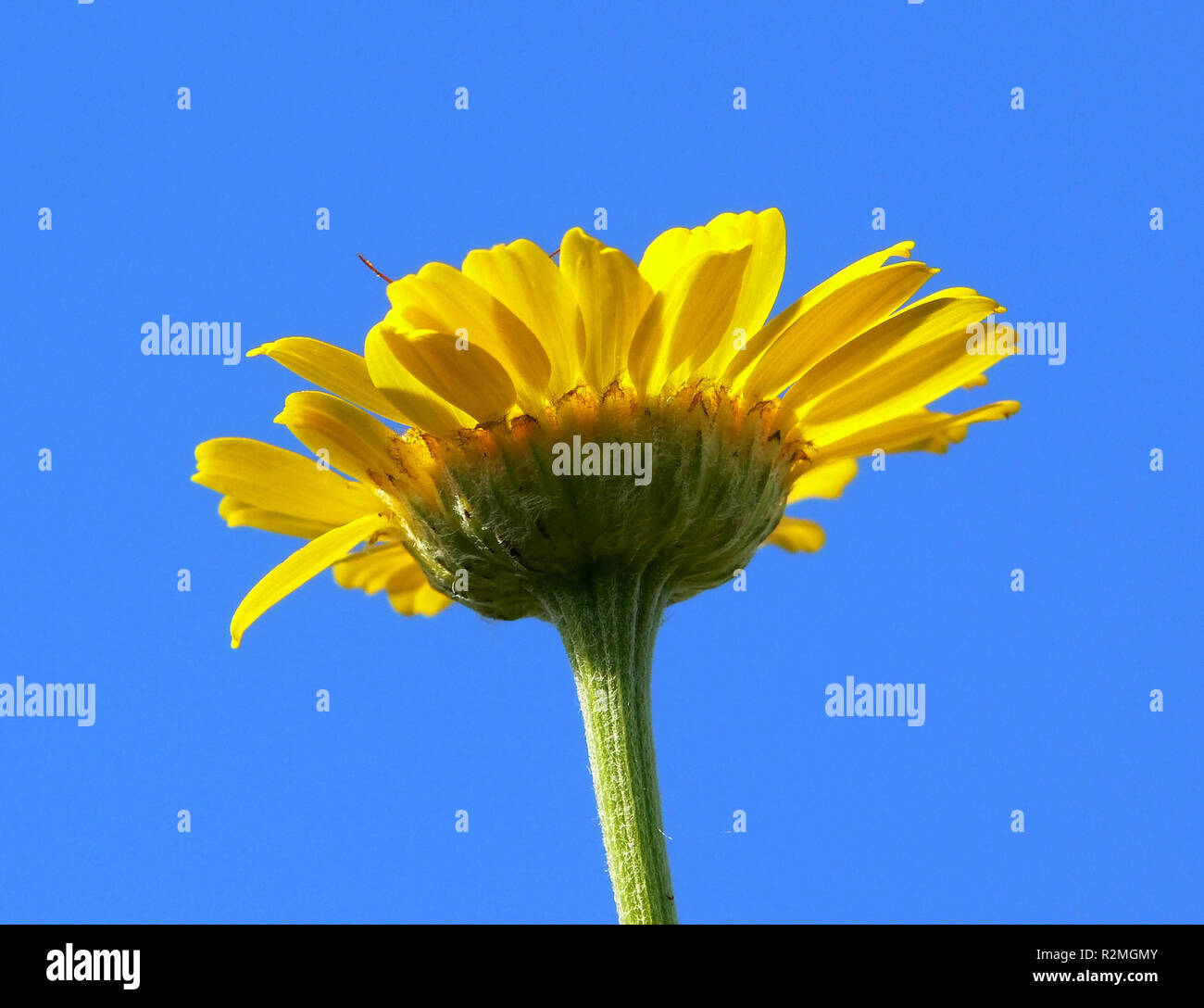 Blue stalk hi-res stock photography and images - Alamy