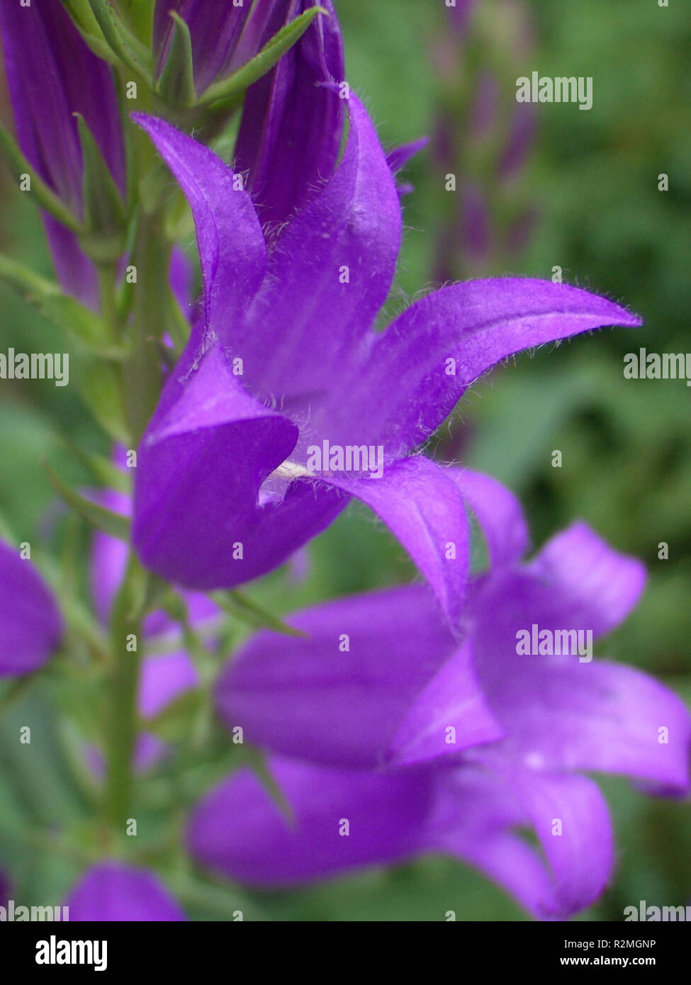 Light blue bellflower hi-res stock photography and images - Alamy