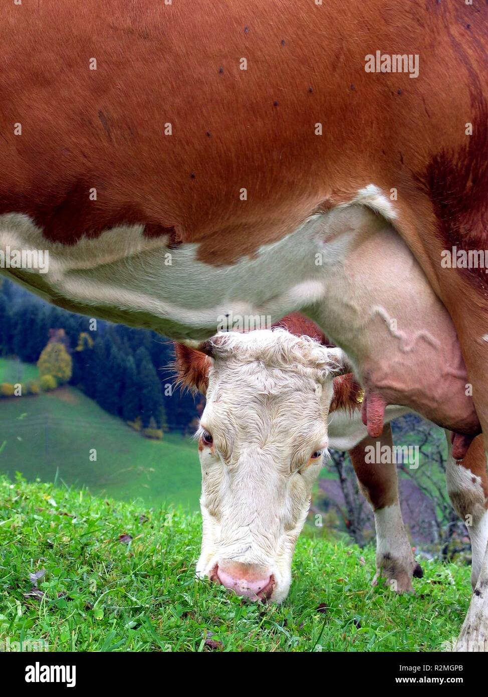 Cow head stuffed hi-res stock photography and images - Alamy