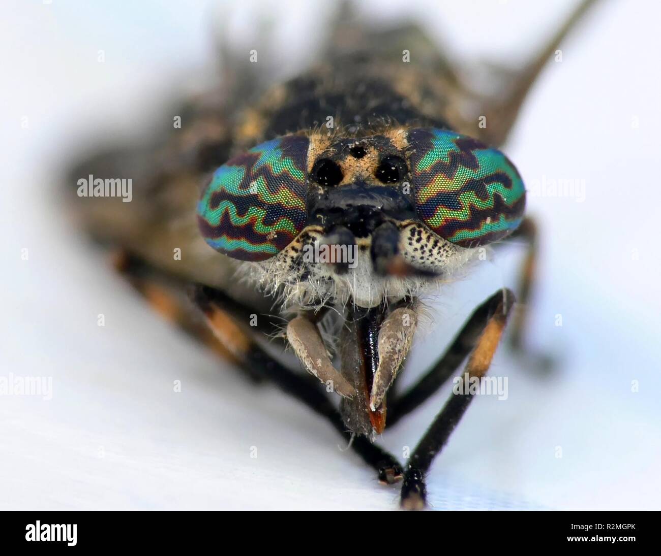 Puncturing hi-res stock photography and images - Alamy