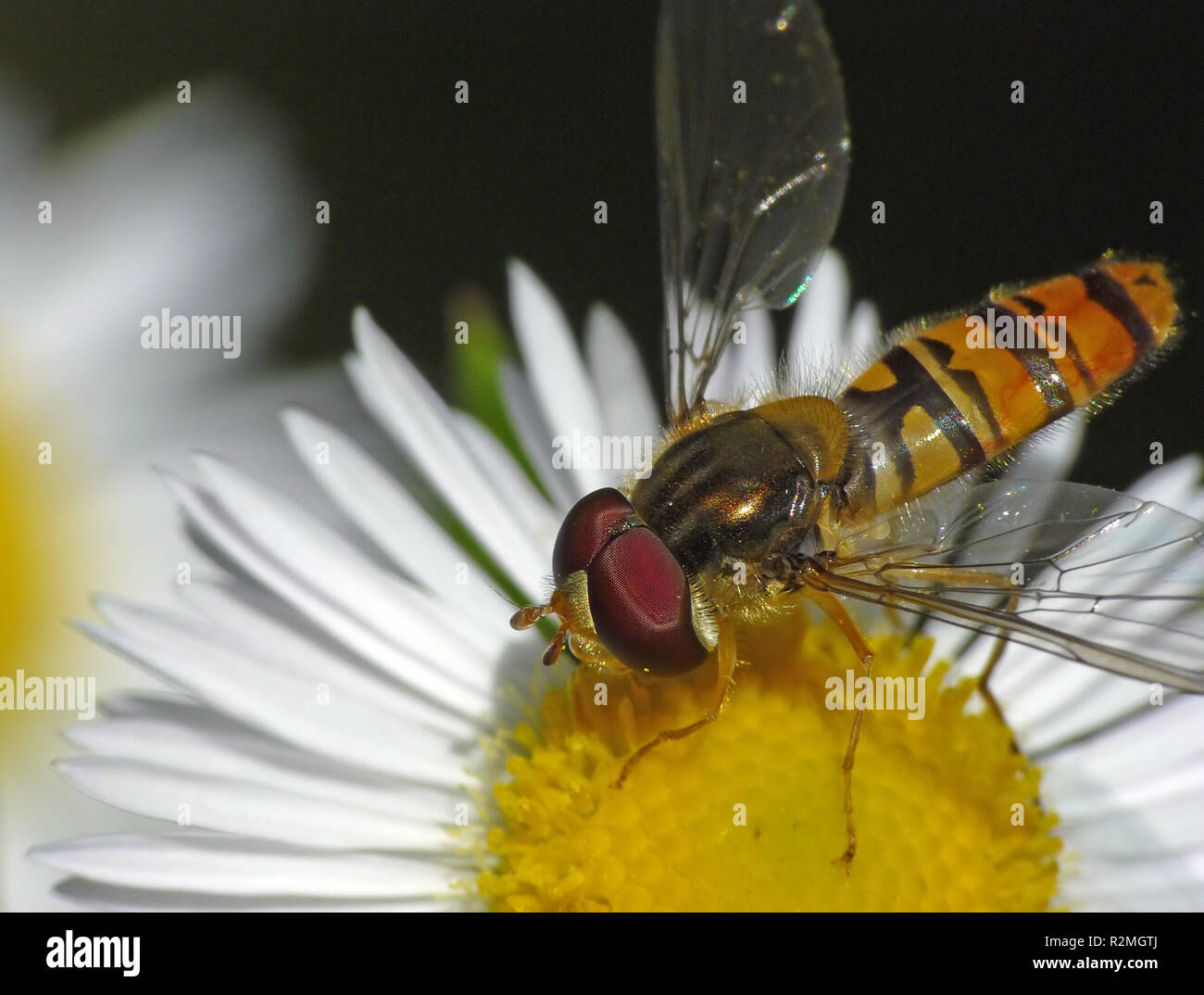 Hoverfly legs detail hi-res stock photography and images - Alamy