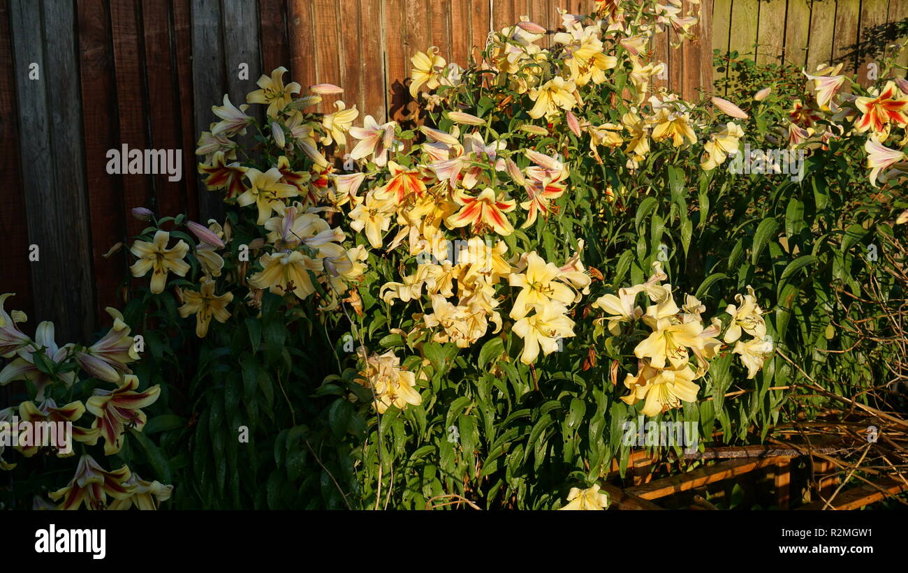 Tress and garden hi-res stock photography and images - Alamy