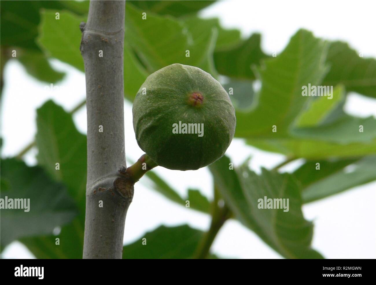 Gra fig hi-res stock photography and images - Alamy