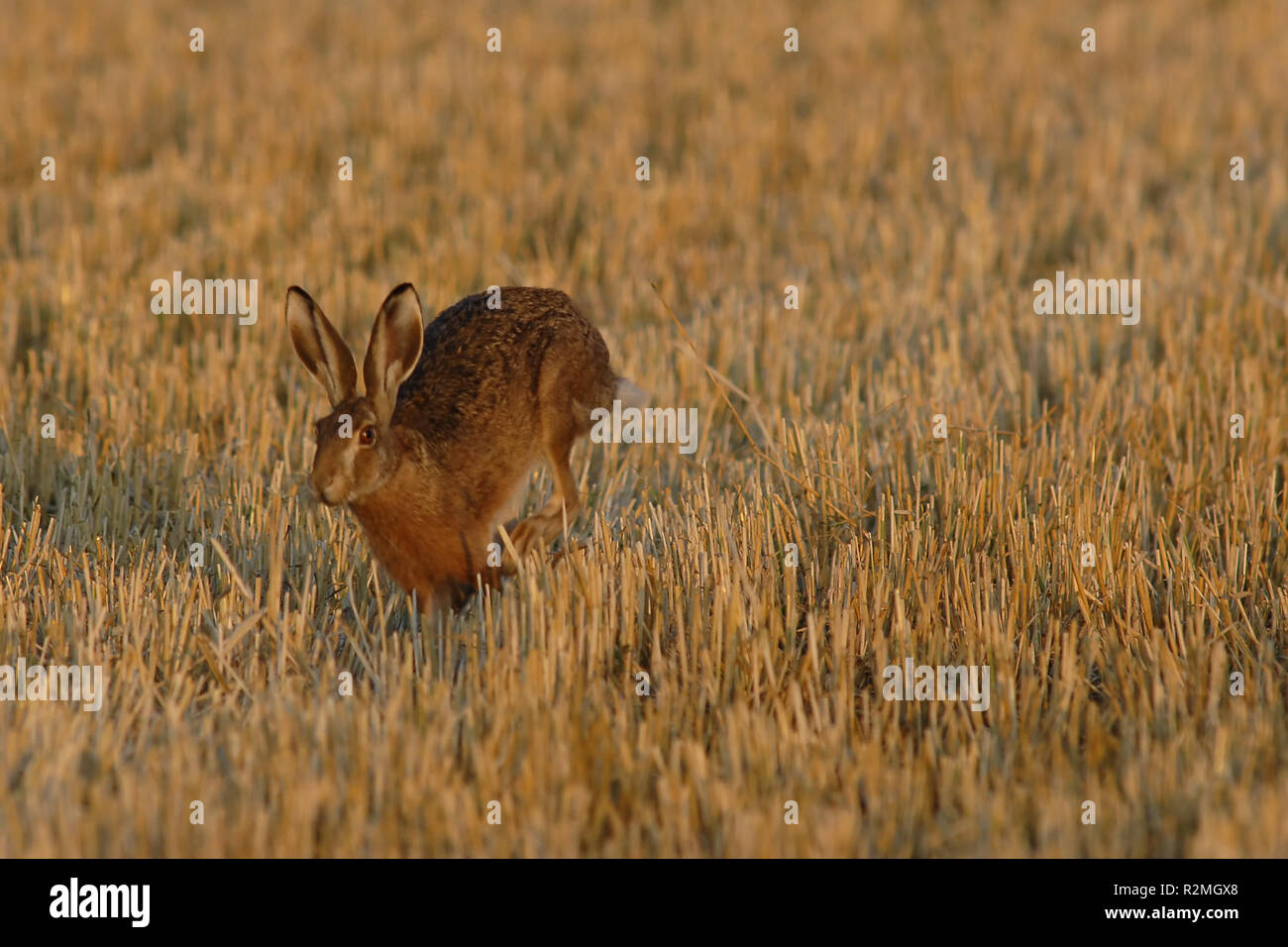 run rabbit run Stock Photo - Alamy