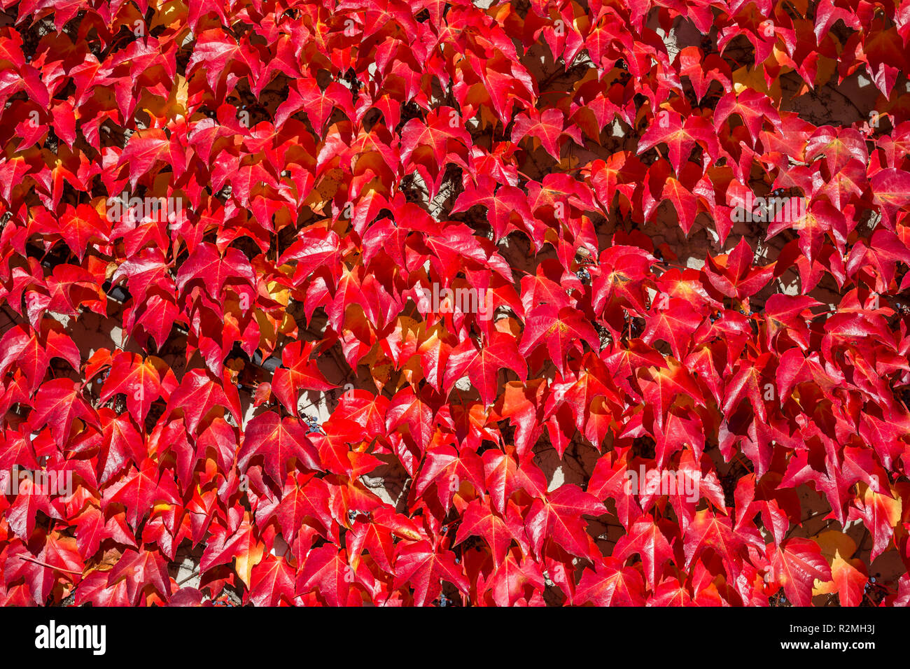 Ornamental vine autumn hi-res stock photography and images - Alamy