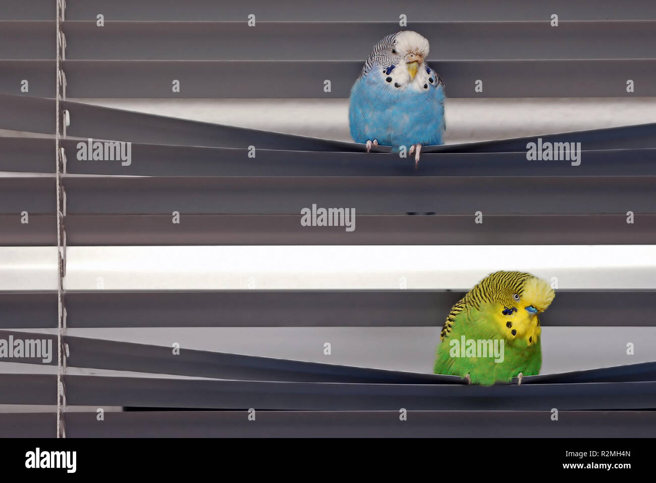 blind ginger and her buddy Stock Photo - Alamy