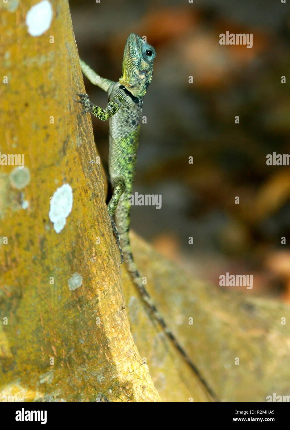 Very agile and fast lizard hi-res stock photography and images - Alamy