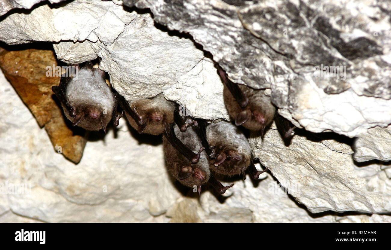 Bats hang hi-res stock photography and images - Alamy