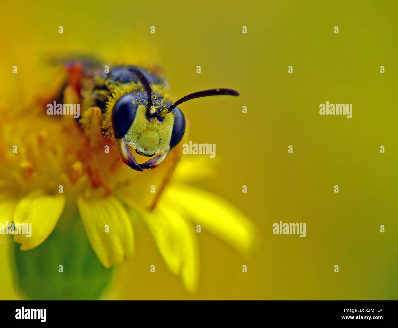 Wasp mandibles hi-res stock photography and images - Alamy