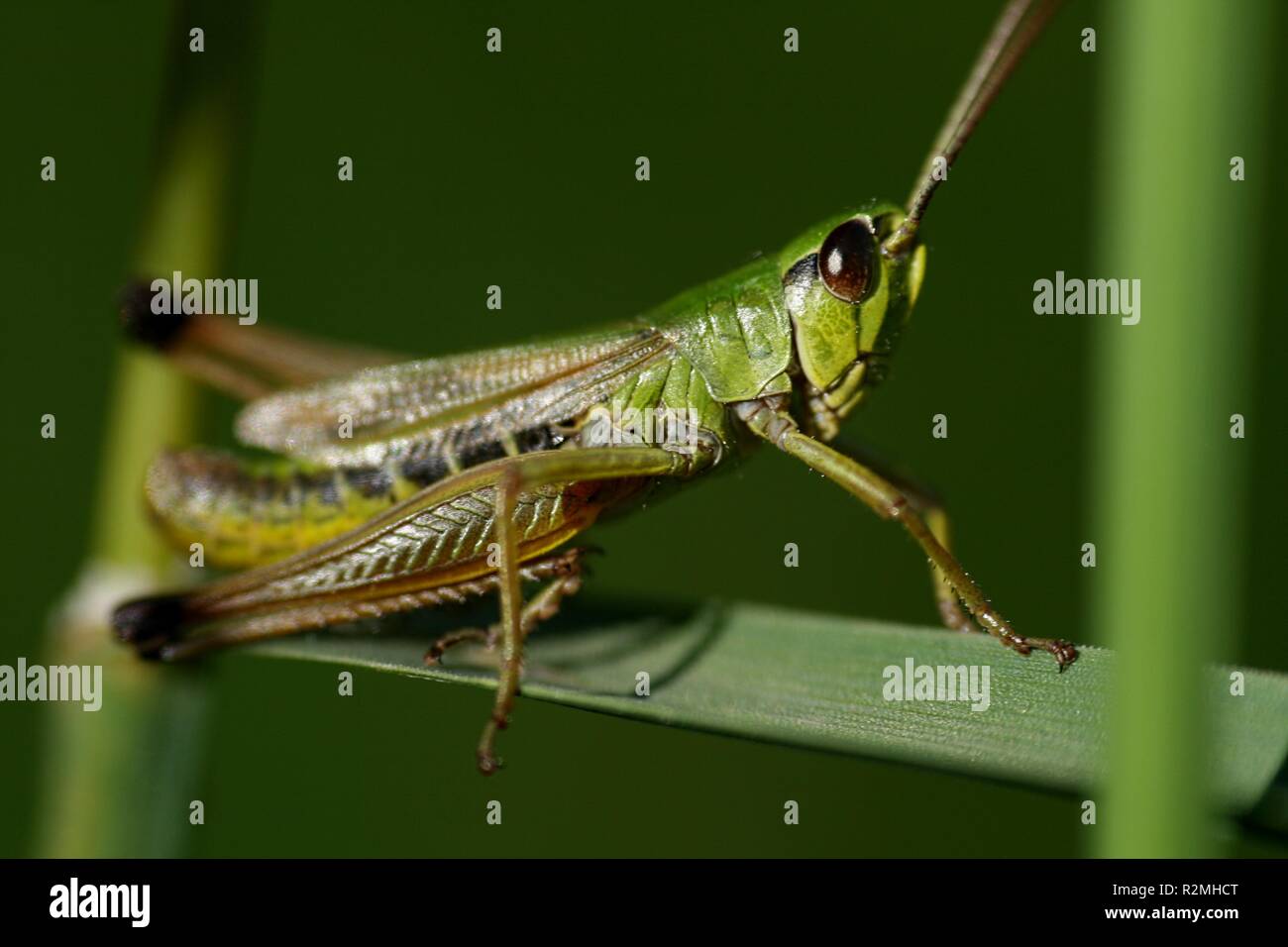 Ingenious animal hi-res stock photography and images - Alamy