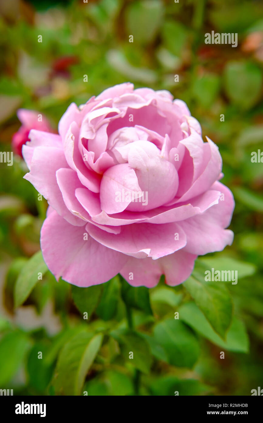 Closeup macro pink shrub rose in backyard garden Stock Photo - Alamy