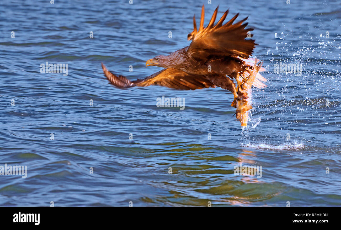 Razor sharp beak hi-res stock photography and images - Alamy