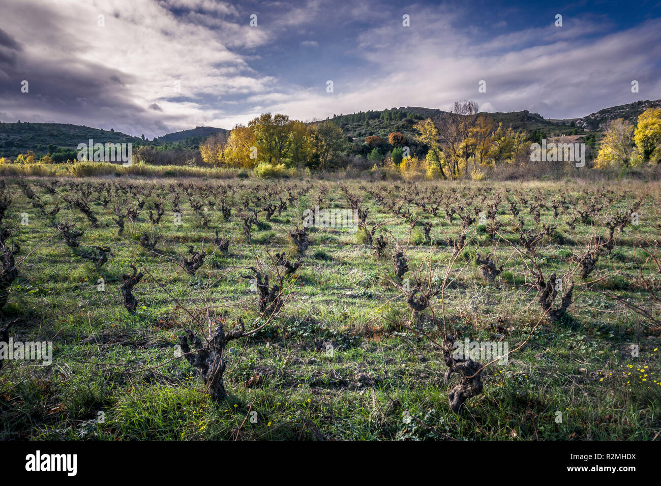 Pruned grapevines overlooking trees with discolored foliage hi-res ...