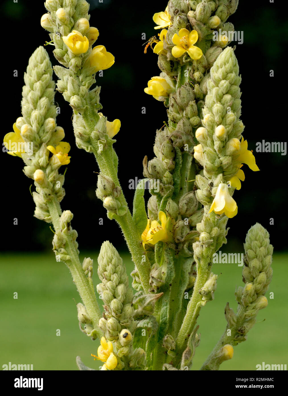 Mullein tea hi-res stock photography and images - Alamy