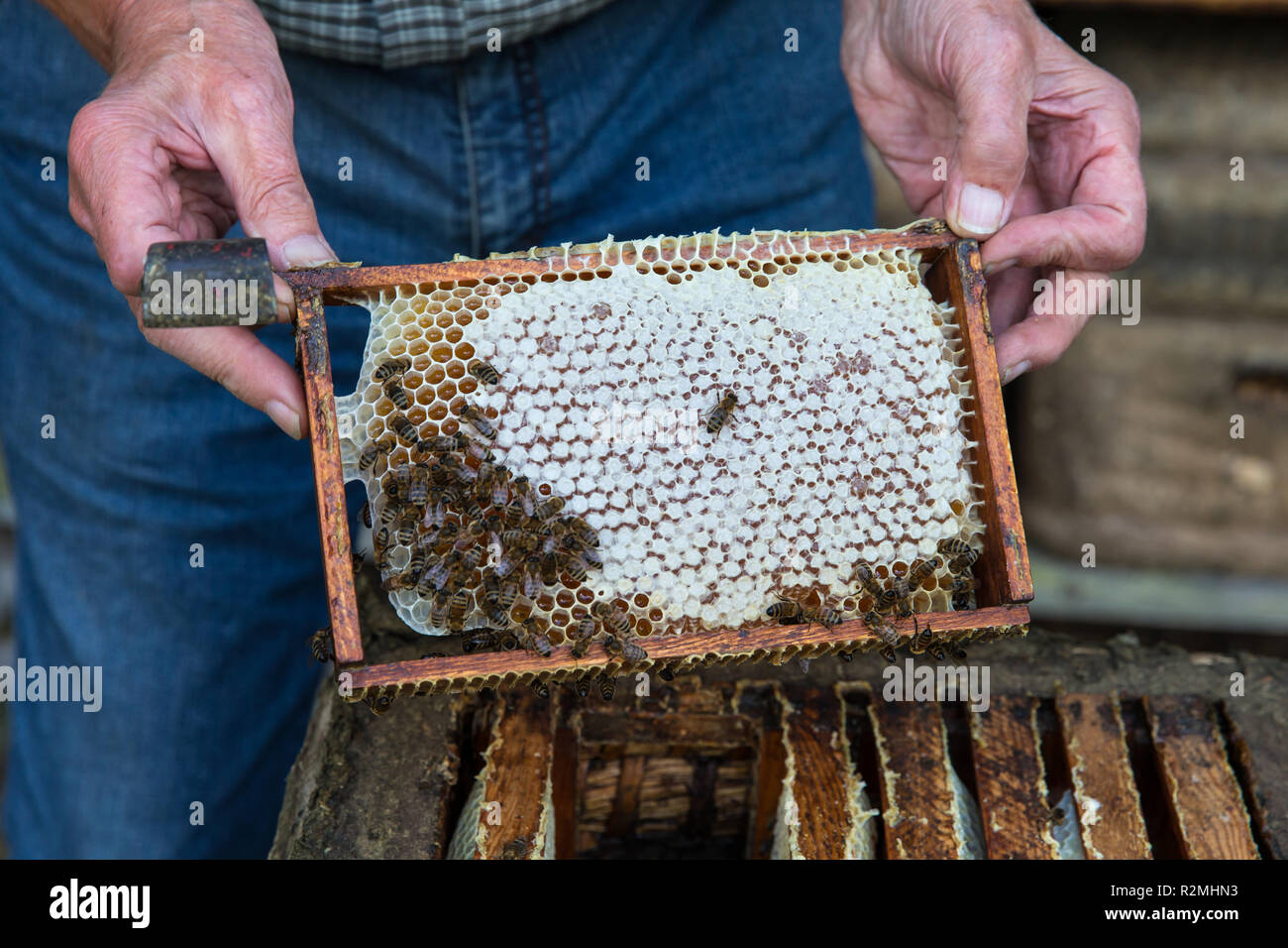 Beekeeper at the hive Stock Photo - Alamy