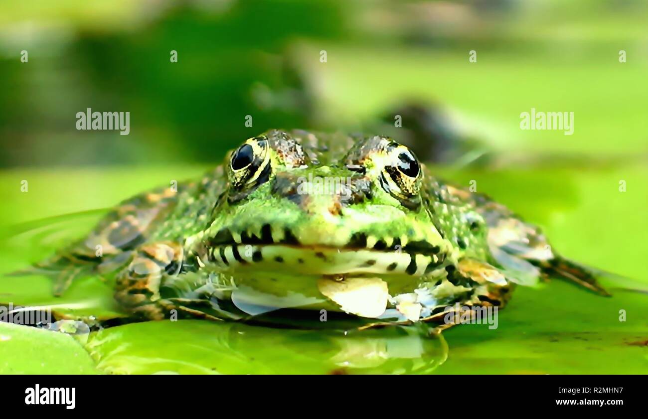 kermit is back Stock Photo - Alamy