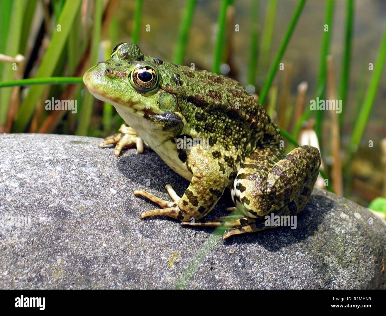 Kermits hi-res stock photography and images - Alamy