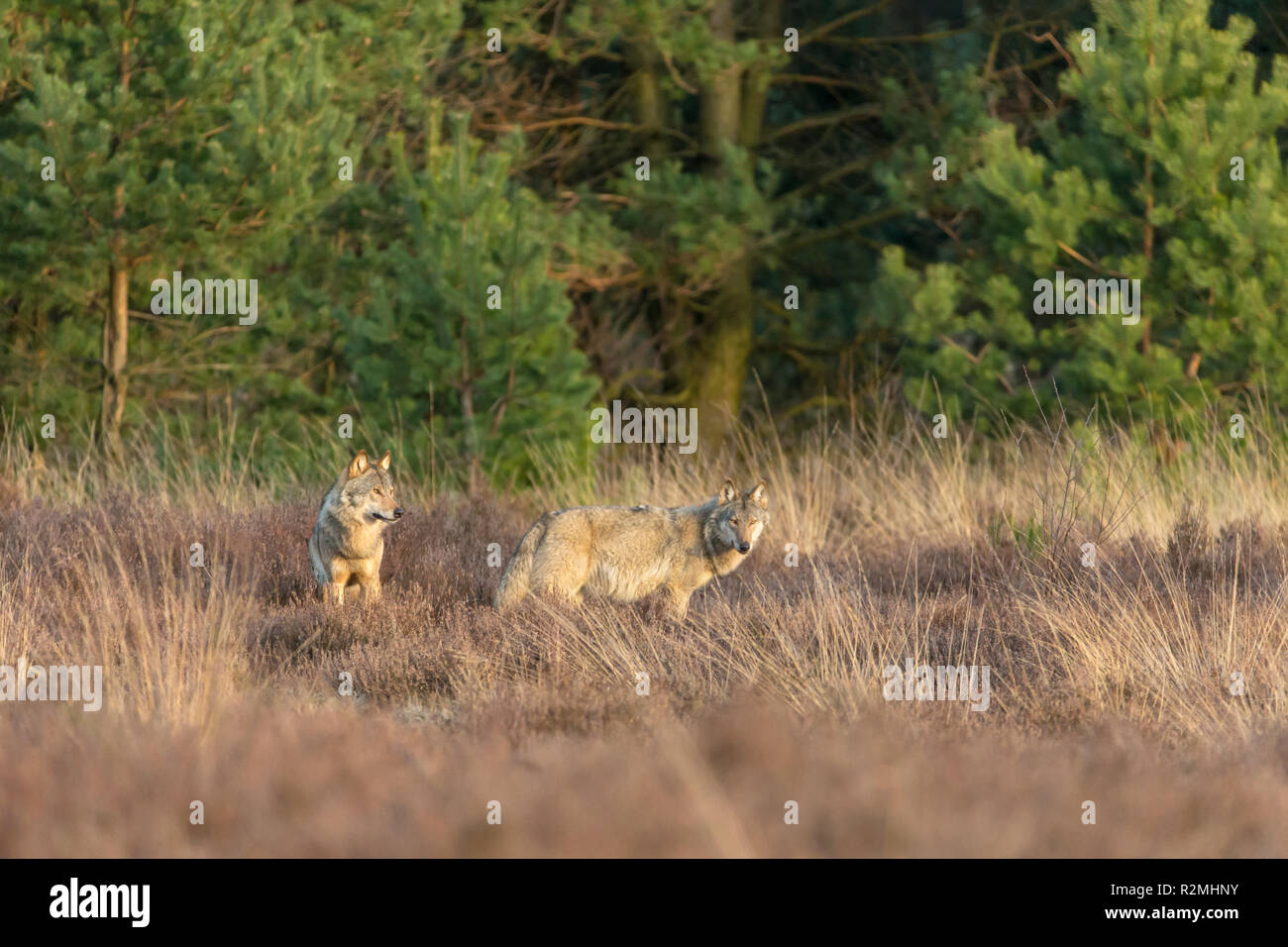 Wolves hunting hi-res stock photography and images - Alamy