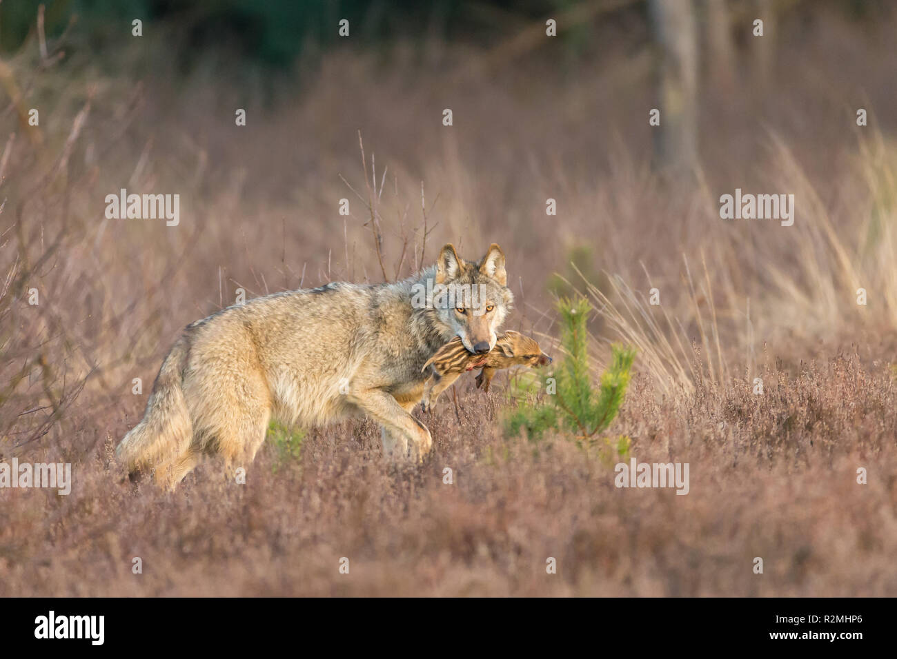 Wolf with prey Stock Photo - Alamy